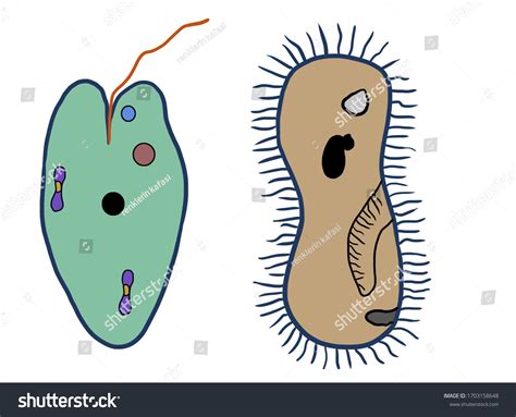 Cell Which Smallest Unit Living Things Stock Illustration 1703158648