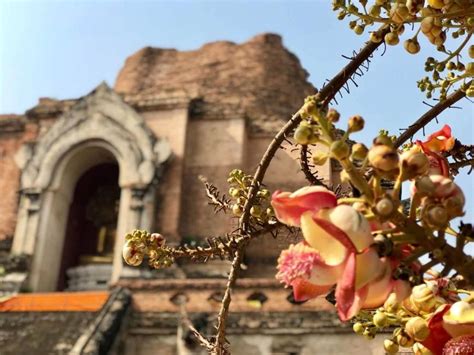 태국 치앙마이｜맞춤형 자유여행 전세차 서비스｜치앙마이 시내 출발전세차 1일 투어전세차 멀티데이 투어 Kkday