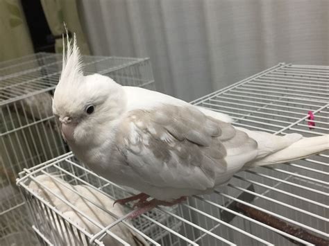 性別鑑定 オカメインコの世界オカメーランド