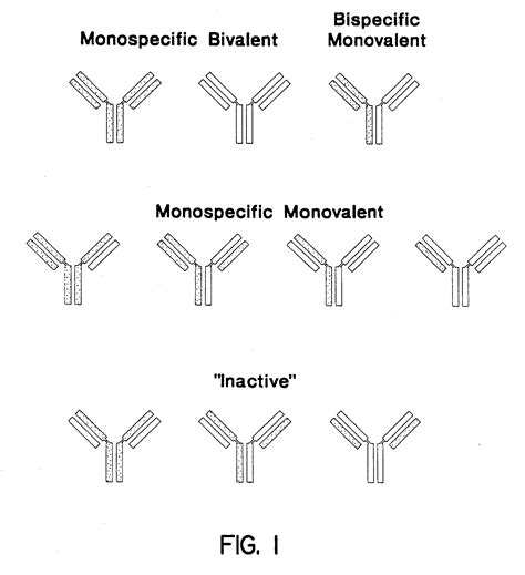 Method For Making Heteromultimeric Polypeptides Eureka Patsnap