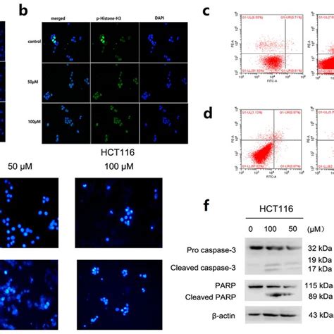 Virtual Ligand Screening And Mst Assay Identifies The Binding Of Download Scientific Diagram