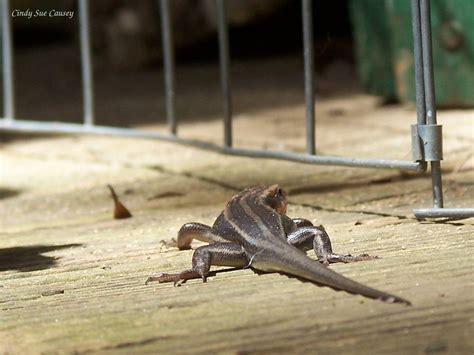 Skink Lizard Butt Says What Project Backyard Pishing Flickr