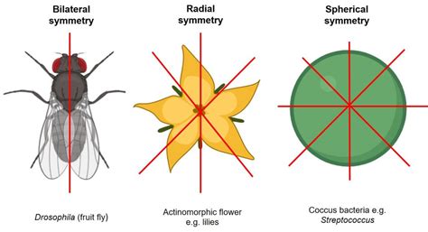 Chapter 7 Fossils The Story Of Earth An Observational Guide