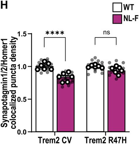 Author Correction Microglia Synapse Engulfment Via Ptdser Trem2 Ameliorates Neuronal