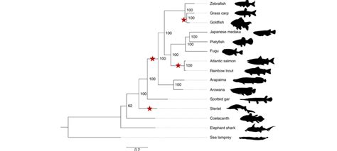 De Novo Assembly And Annotation Of Genomes