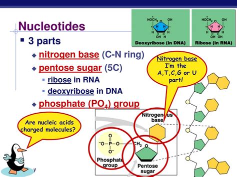 Ppt Nucleic Acids Powerpoint Presentation Free Download Id5327998