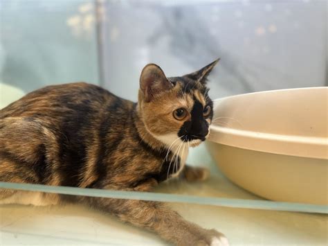 코리안숏헤어 지구 하이랜드폴드책임분양 애완견책임분양 반려견책임분양 소형견키우는방법 중형견키우는방법 대형견키우는방법 미니비숑프리제키우는방법 토이푸들키우는방법 골든리트리버키우는