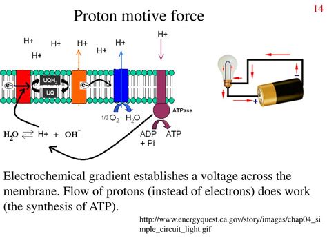 Ppt An Overview Of Bacterial Catabolism Powerpoint Presentation Free