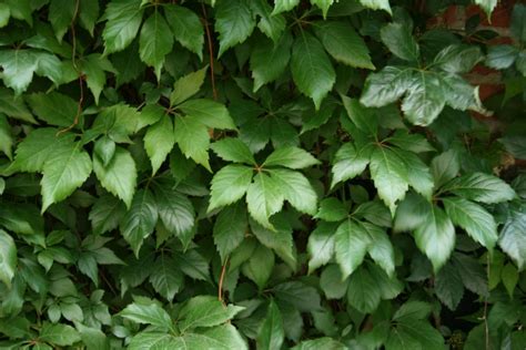 Valse Wingerd Parthenocissus Inserta Akern Fritsch Herbarium