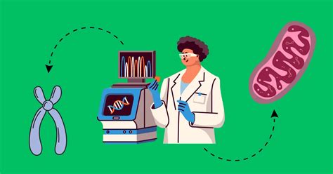 Difference Between Y Dna Vs Mitochondrial Dna Test Genetic Education