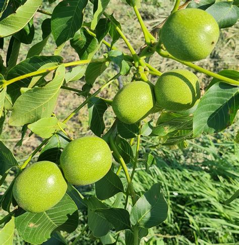 ქართული ნერგები