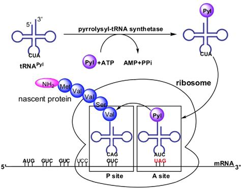 Pyrrolysyl Trna Synthetase Activity Semantic Scholar
