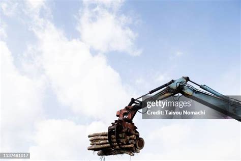 separation tree stock fotos und bilder getty images