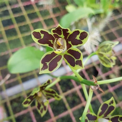 Grammatophyllum Scriptum