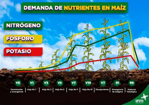 GuÍa Sobre FertilizaciÓn Y NutriciÓn Del Cultivo De MaÍz Intipe