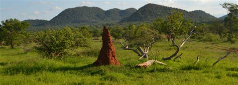 Termites The Essential Decomposers Weatherology°