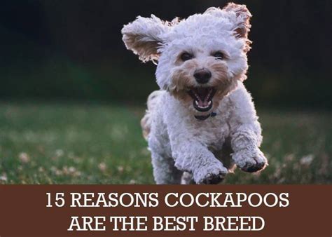 Are Cockapoo Puppies Lazy