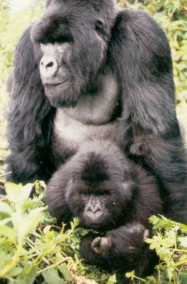 What About Gorilla Sexuality Berggorilla Regenwald Direkthilfe E V