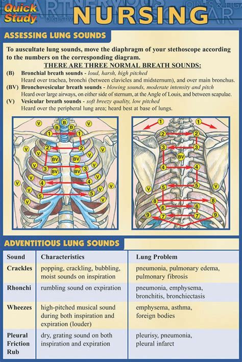 Neonatal Lung Sounds Diagram