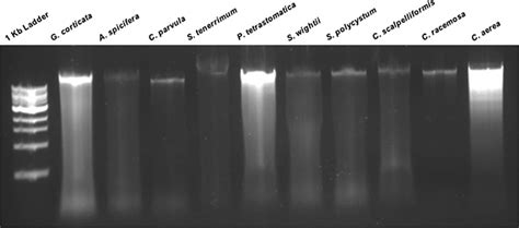 A Rapid And Efficient Dna Extraction Method Suitable For Marine Macroalgae Pmc
