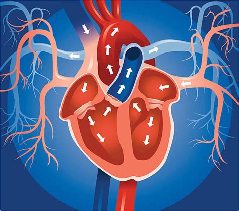 170개 이상의 우심실 스톡 일러스트 Royalty Free 벡터 그래픽 및 클립 아트 Istock