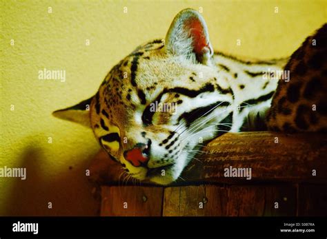 Sleeping Ocelot Hi Res Stock Photography And Images Alamy