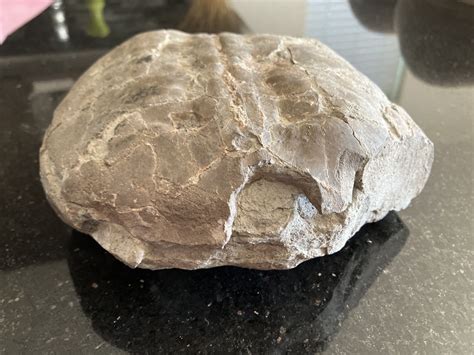 Image Members Gallery The Fossil Forum Image Members Gallery The Fossil Forum