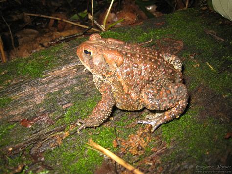 Eastern American Toad Pa Herp Identification
