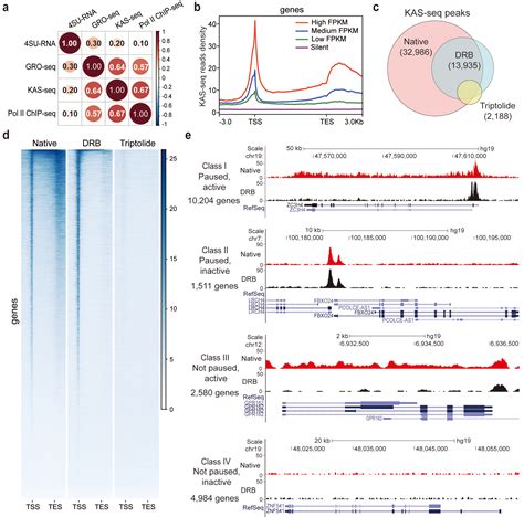 Kethoxal Assisted Single Stranded Dna Sequencing Captures Global Transcription Dynamics And