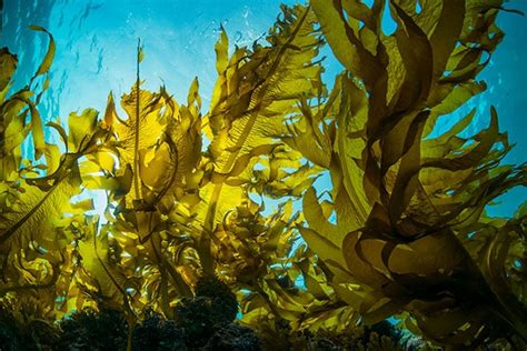 Unique Benefits Of Macroalgae And Microalgae In Agriculture