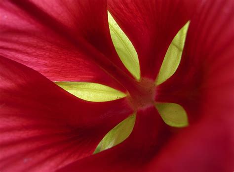Beautiful Patterns In Nature From National Geographic Part 1 74 Pics