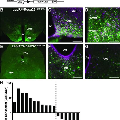 Leprb Egfp L10a Mice For Trap Seq Of Leprb Neurons A Lepr Cre