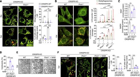 Autophagy Promotes Cell Survival By Maintaining NAD Levels Developmental Cell