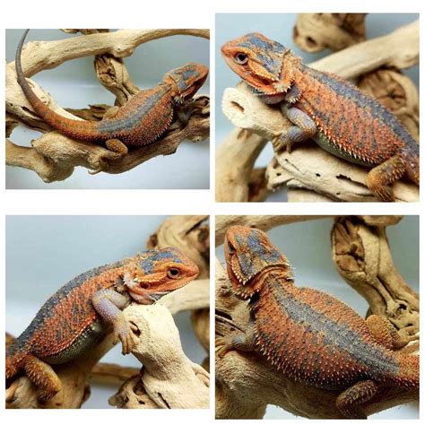 A Guide To Bearded Dragon Mutations And Genetic Traits —