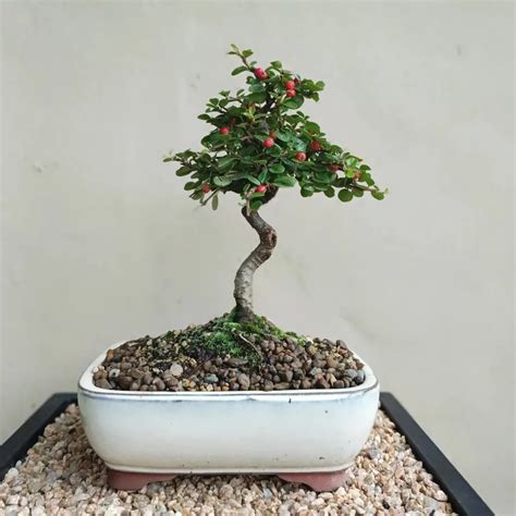 Cotoneaster Bonsai Cotoneaster Spp Quick Care Guide