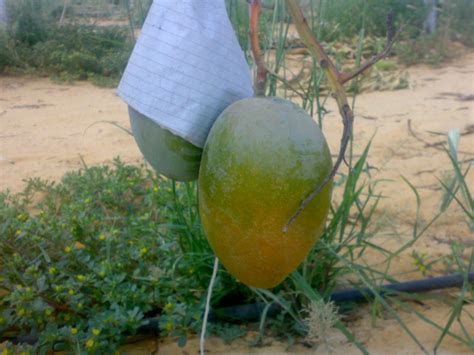 مانجو كيت مشتل الاخوه لجميع انواع شتلات المانجو