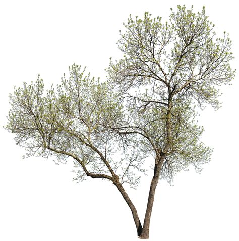 Fraxinus Excelsior L03 Tree Images Nature Tree Excelsior