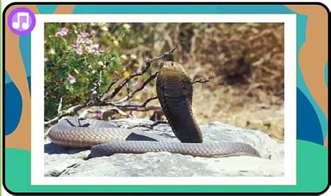 Tiny Tumble In The Jungle Video Dailymotion