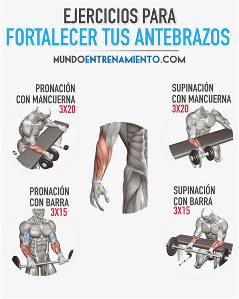 7 Ejercicios De Antebrazo Que Debes Conocer