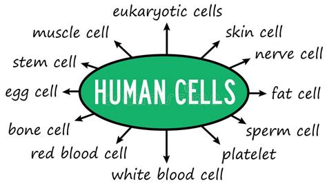 Tipos De Células Humanas Ilustração Stock Ilustração De Nervos 392514697