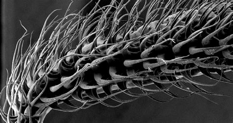 Cat Tongue Microscope