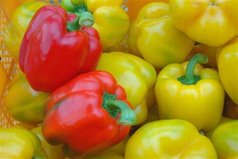 철원군 김화농협 토마토·파프리카 생산농가 기업체 함께 토마토 축제하자 Dmz인터넷신문