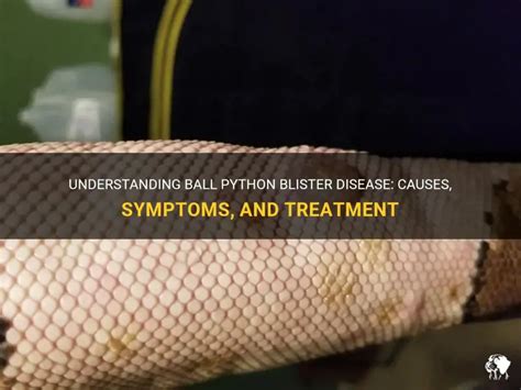 Understanding Ball Python Blister Disease Causes Symptoms And