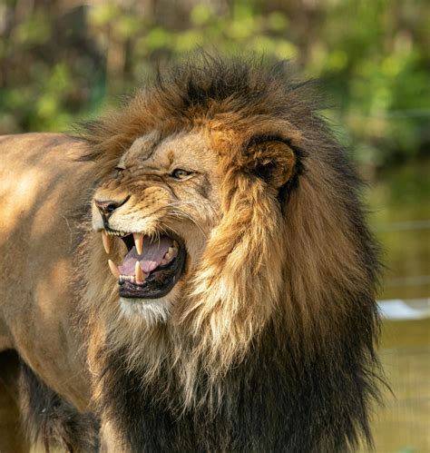 Gorilla Vs Lion Who Will Win