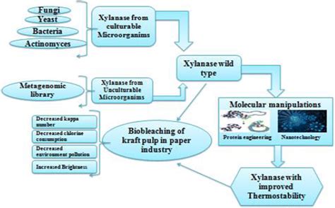 Flowchart Of The Different Approaches To Generate Xylanase Variants