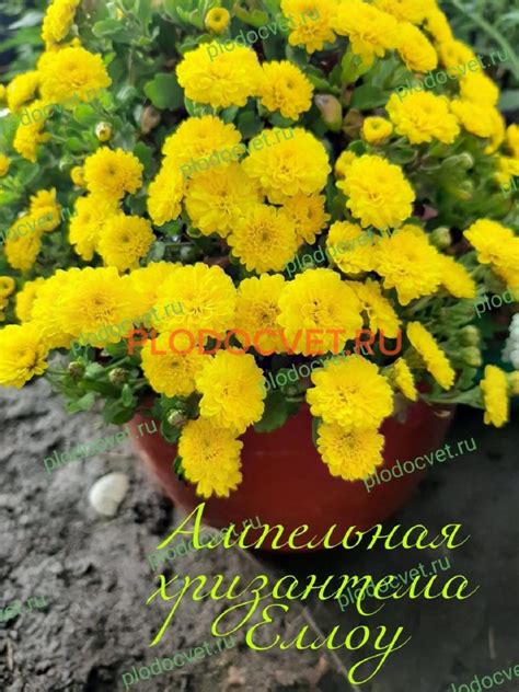 Ампельная хризантема Еллоу - Хризантемы, астры, мята и многолетники