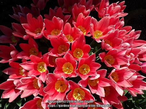 Tulip Tulipa Neper In The Tulips Database