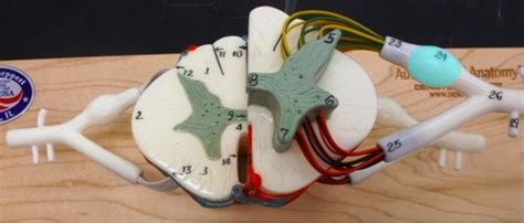 A P Practical Spinal Cord Flashcards Quizlet