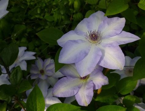 Clematis Cassis Clematis In Seattle