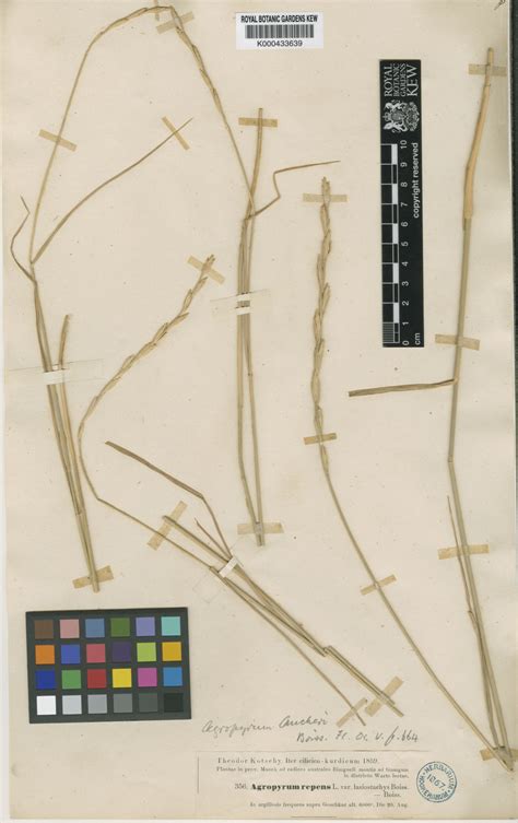 Thinopyrum Intermedium Subsp Intermedium Plants Of The World Online